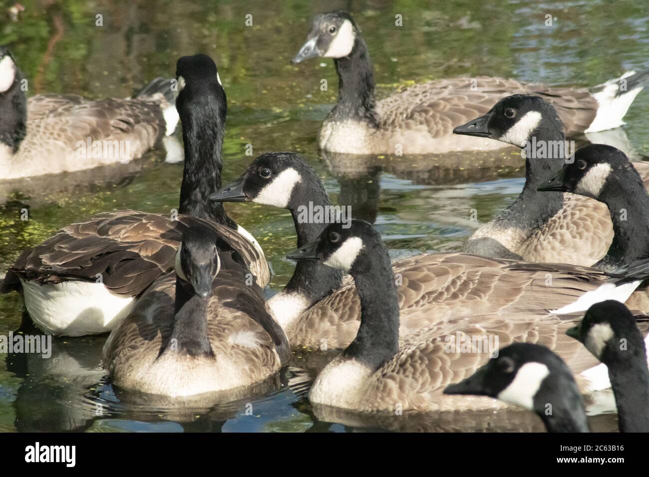 Juvenile geese hi-res stock photography and images - Alamy