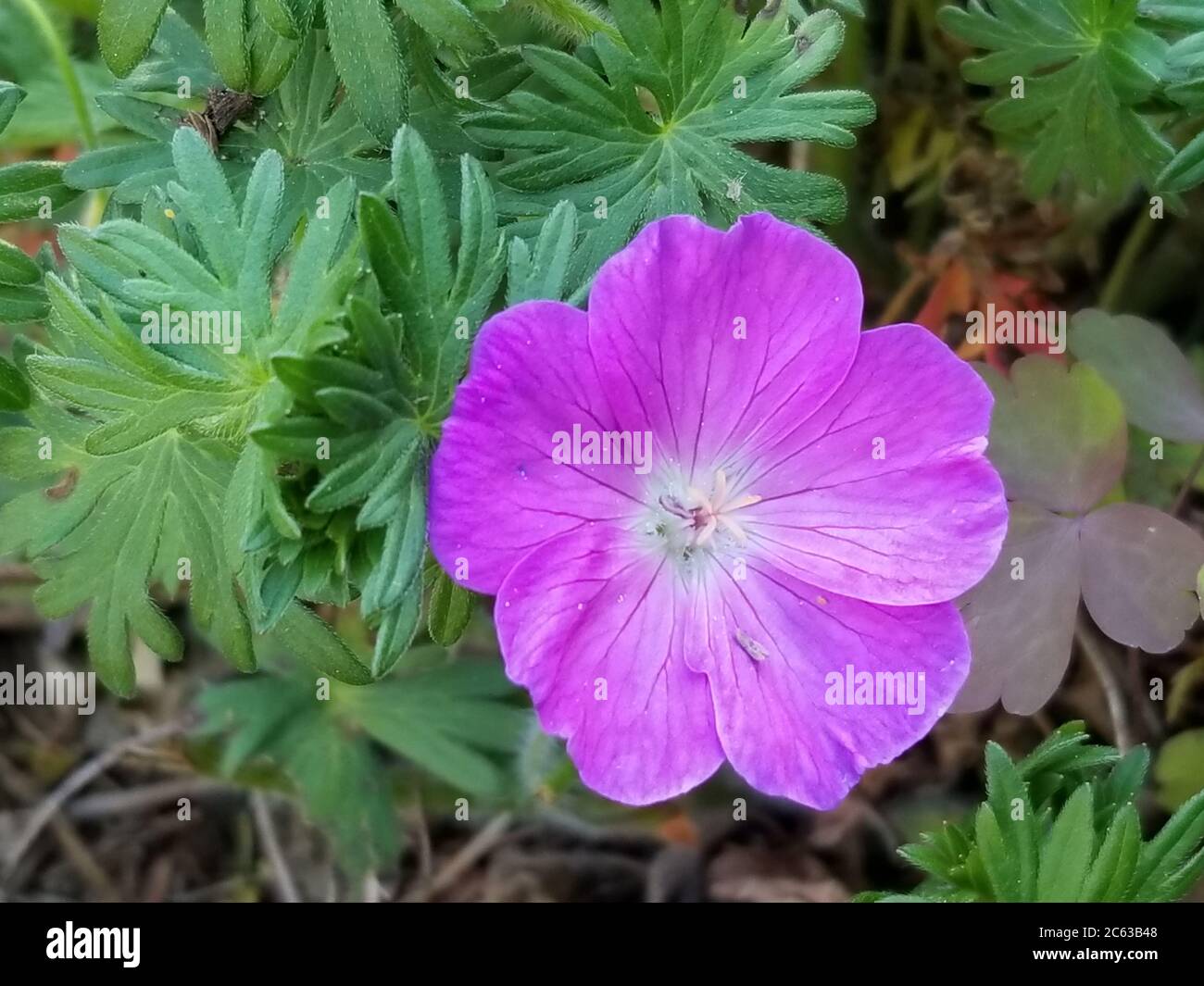 Geranium flower bed hi-res stock photography and images - Alamy