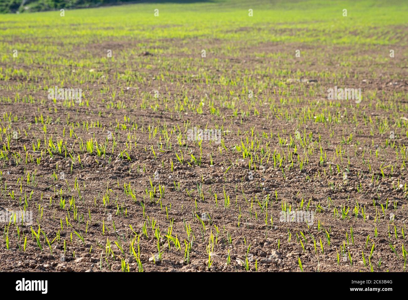 Early crops emerging in farm field, south Devon Stock Photo - Alamy