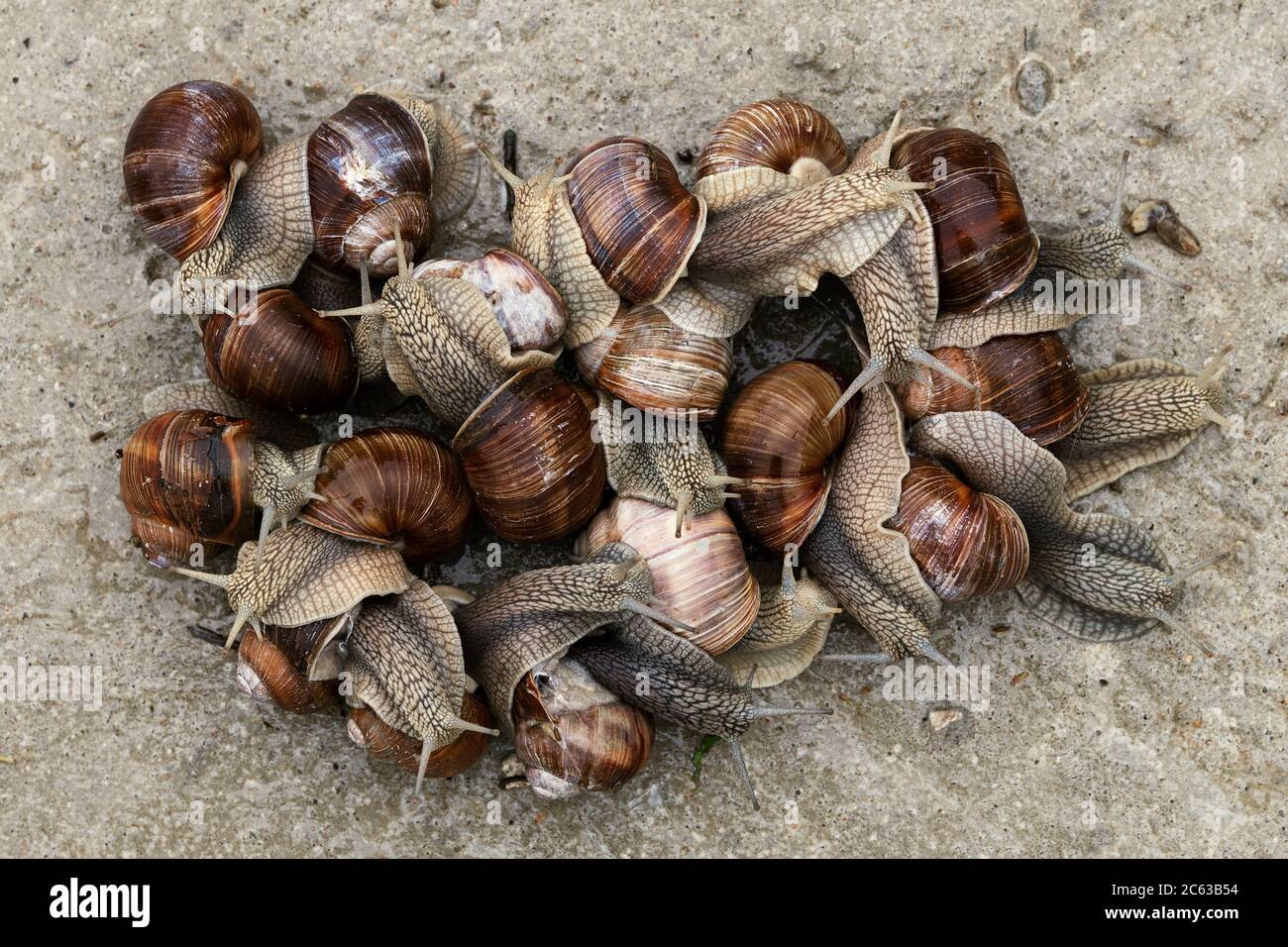 Large group of grape snails outdoors. View from above. Background with ...