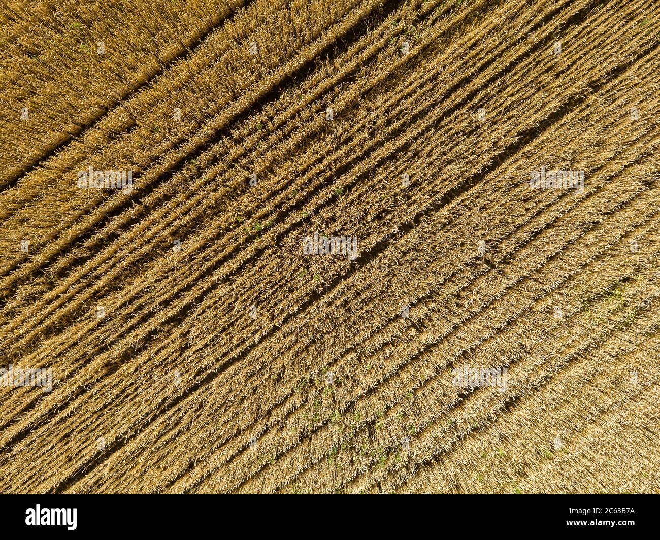 Aerial top view of the golden wheat field. Rural nature background ...