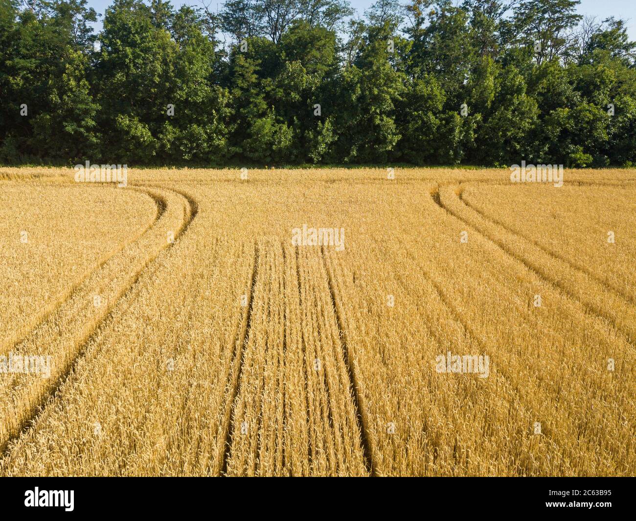 Aerial top view of the golden wheat field. Rural nature background ...