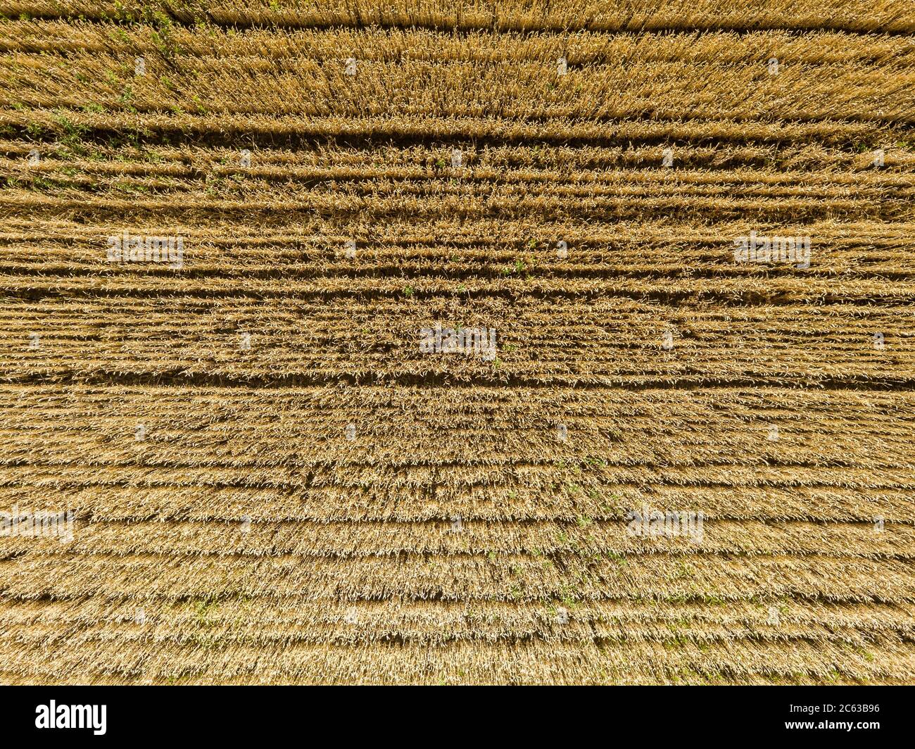 Aerial top view of the golden wheat field. Rural nature background ...