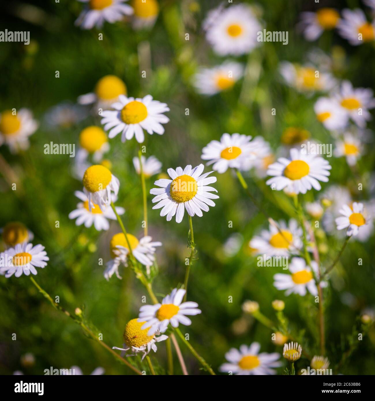 Wild chamomile oxeye daisy meadow background. Nature pattern Stock ...