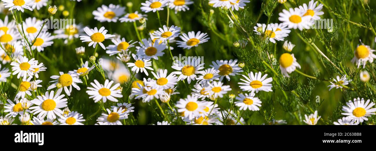 Wild chamomile oxeye daisy meadow background. Nature pattern Stock ...