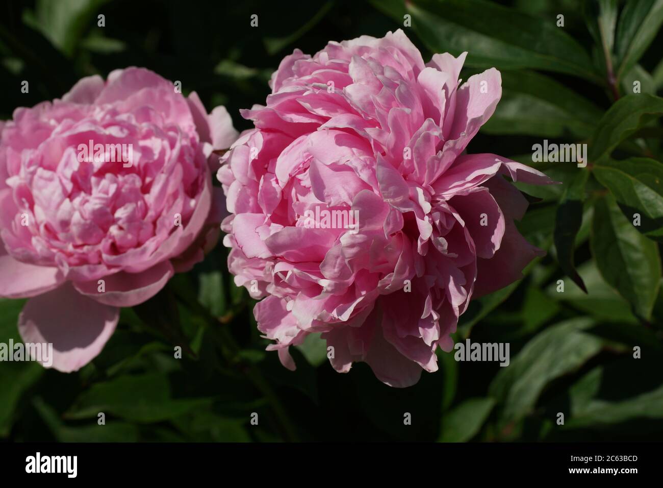 Two pink peonies hi-res stock photography and images - Alamy