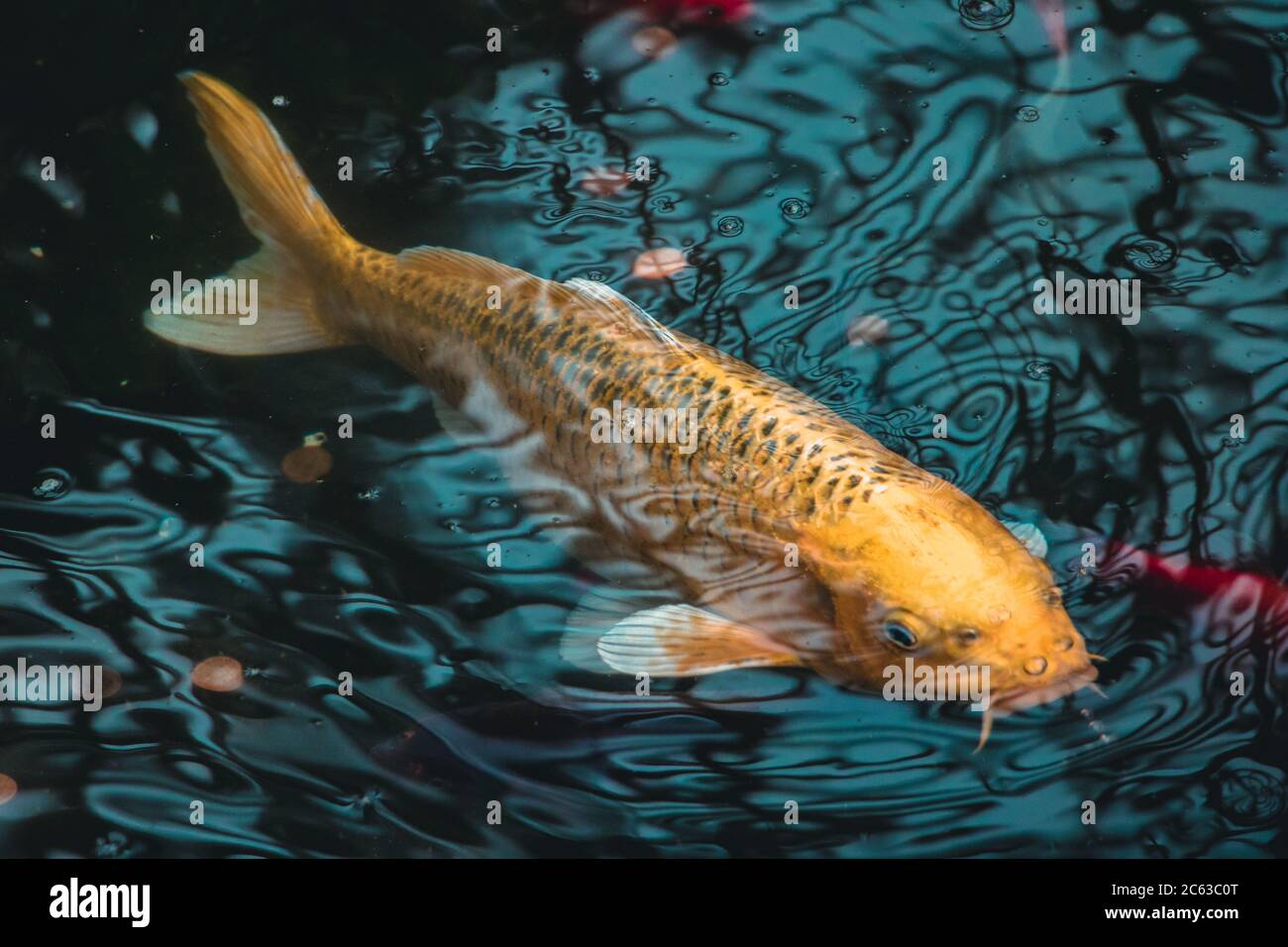 Full yellow koi fish swimming near surface in wishing pond Stock Photo ...
