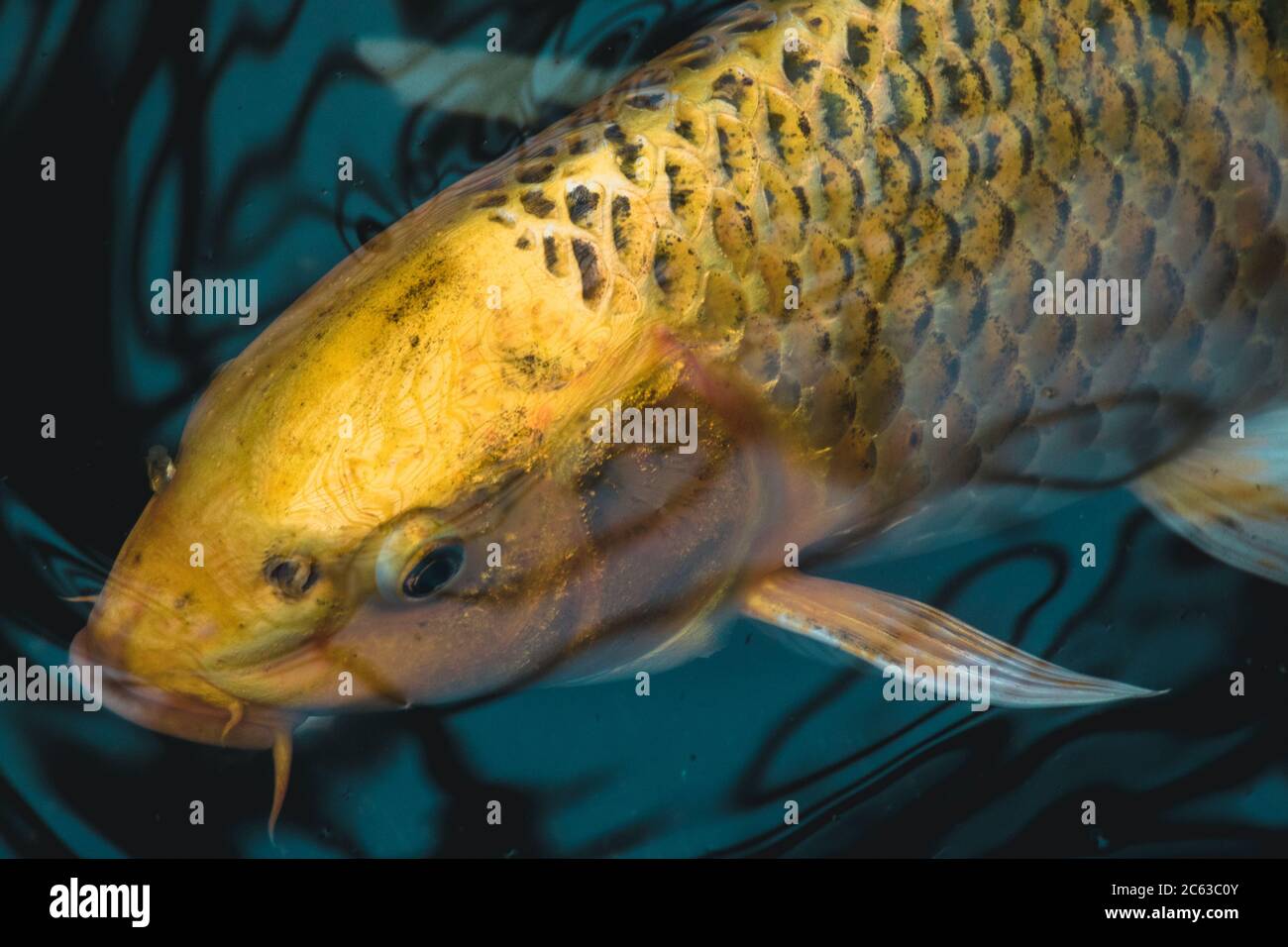 Yellow koi hi-res stock photography and images - Alamy