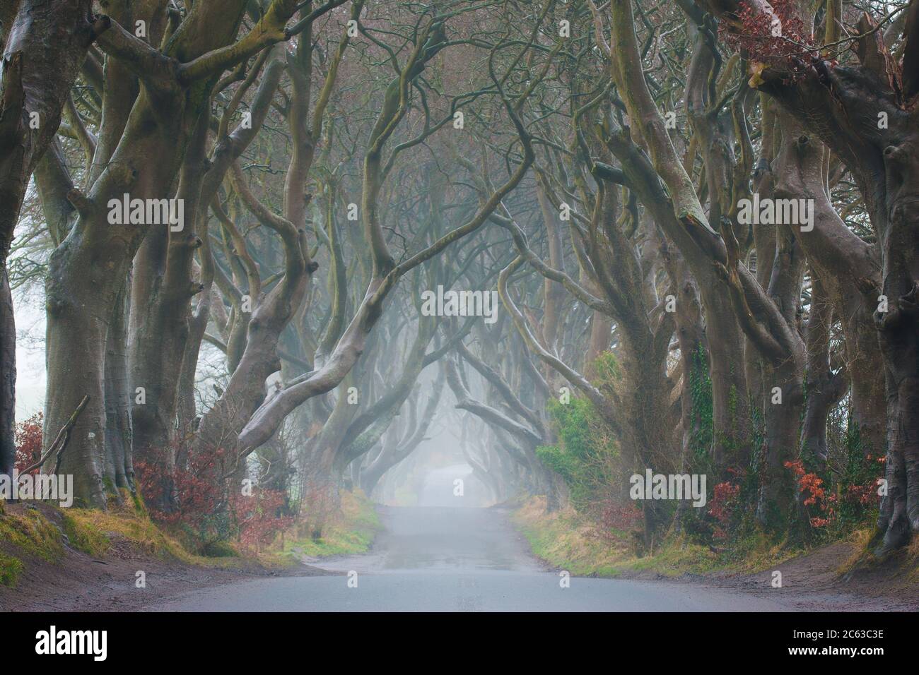 The Dark Hedges from County Antrim, Northern Ireland foggy day Stock ...