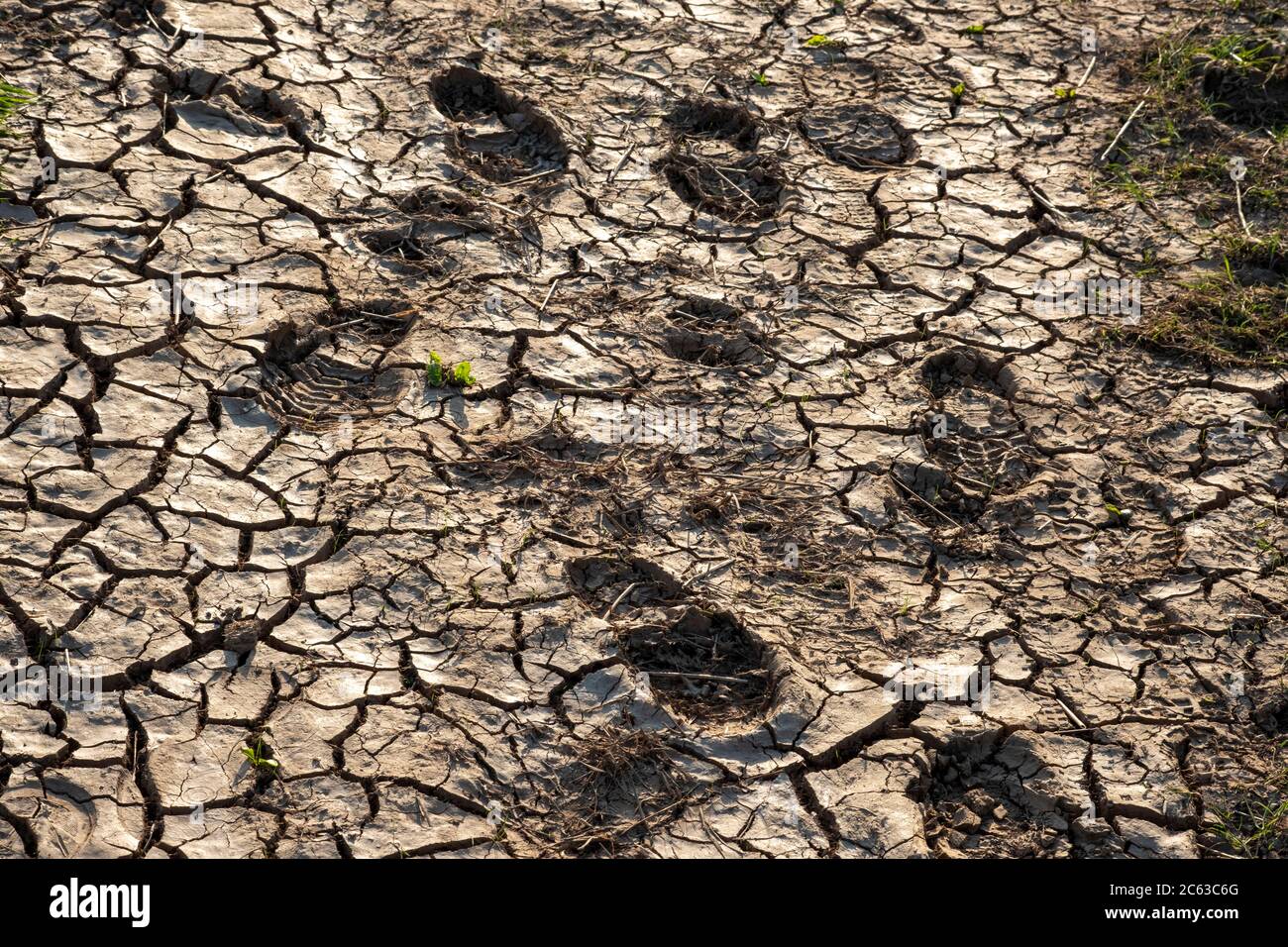 Footprints, muddy ground Stock Photo - Alamy