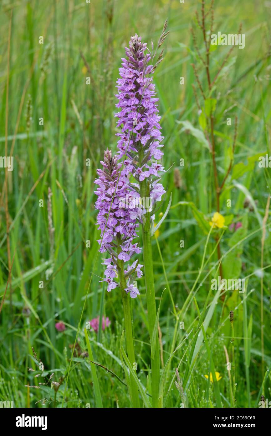 English wild orchid hi-res stock photography and images - Alamy