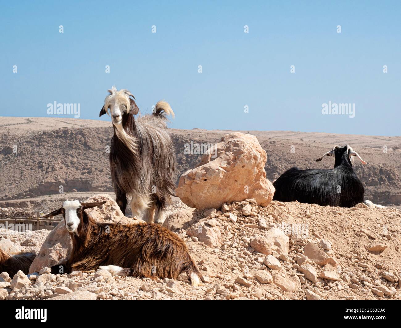 Goats on the mountain sides of Wadi Fins, Sultanate of Oman Stock Photo ...