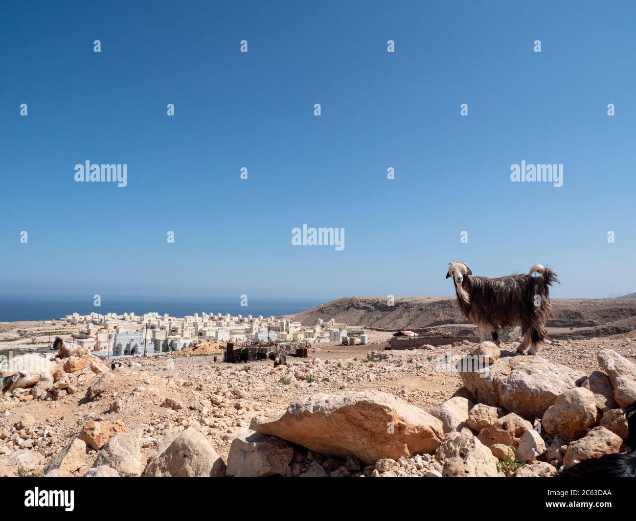 Goat on the mountain sides of Wadi Fins, Sultanate of Oman Stock Photo ...