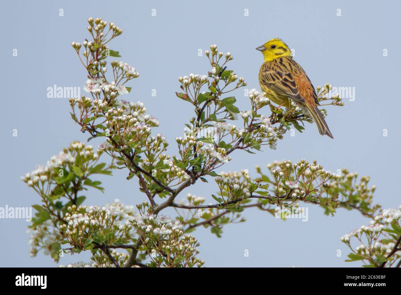 Yellowhammer bird hi-res stock photography and images - Alamy