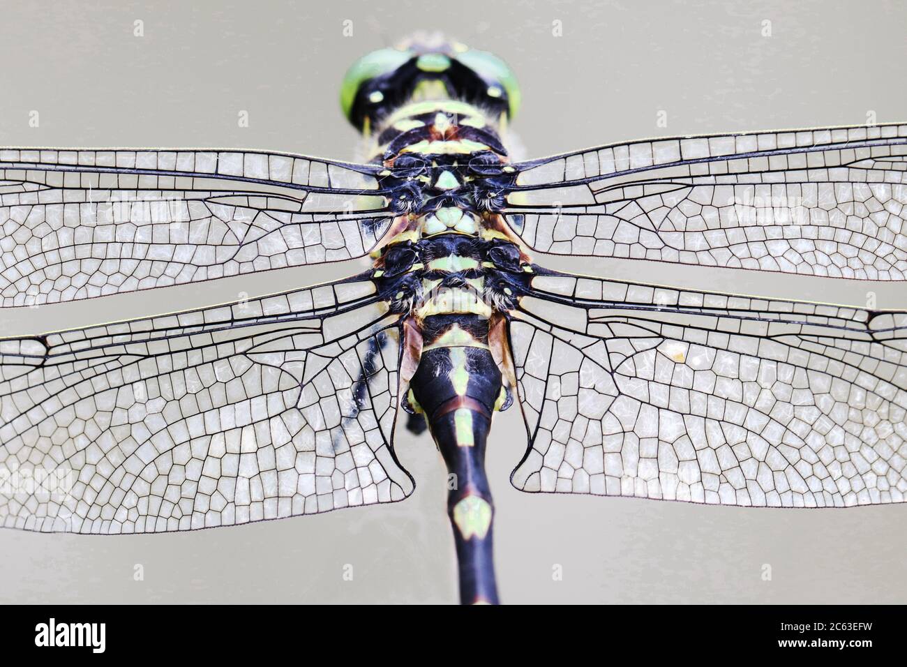 Closeup dragonfly wings hi-res stock photography and images - Alamy