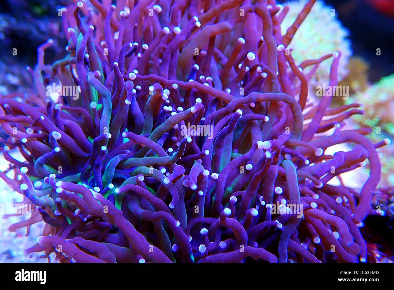 Long tentacles colorful live coral in saltwater reef aquarium tank Stock Photo - Alamy