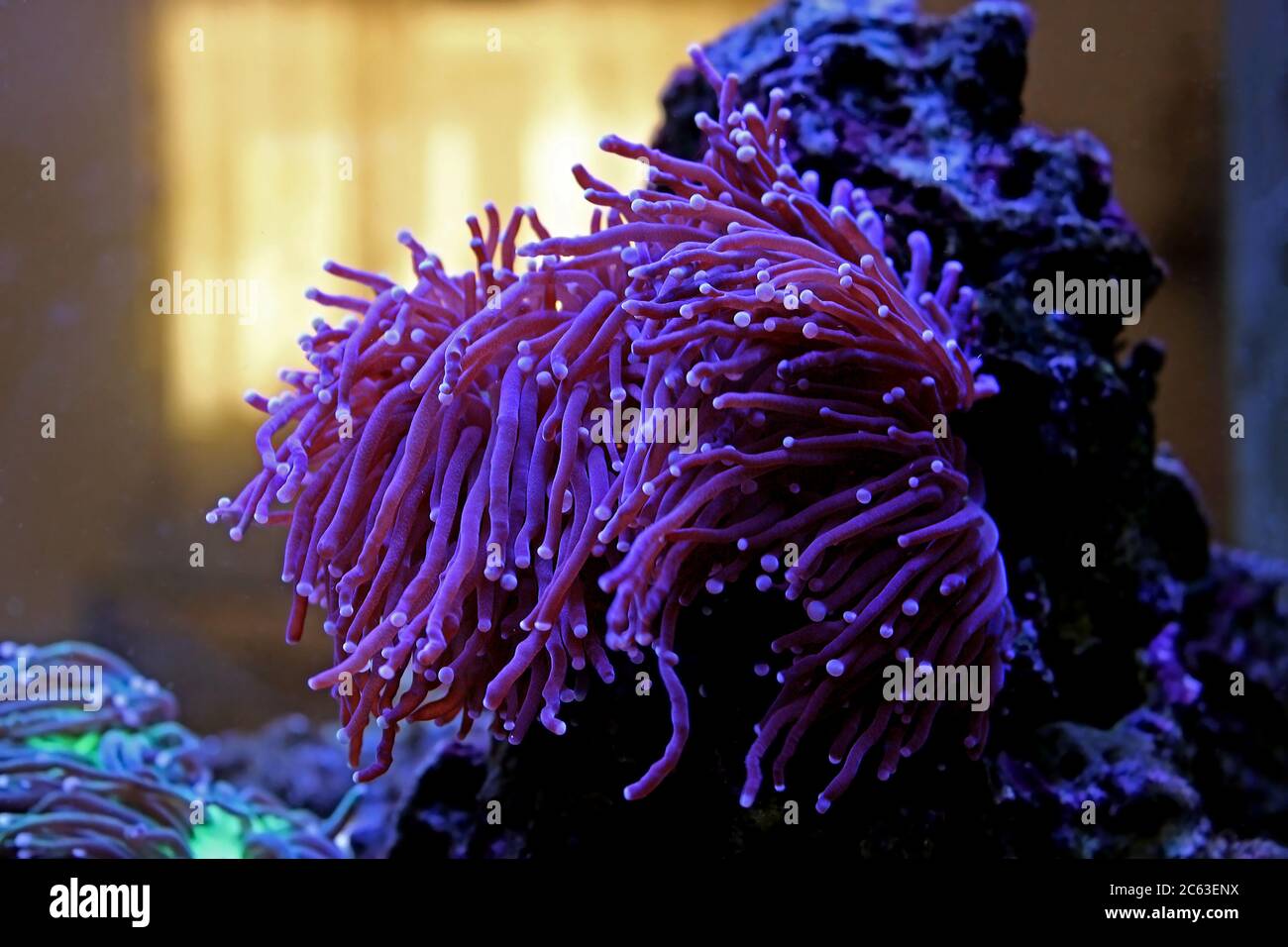 Tentacle corals hi-res stock photography and images - Alamy