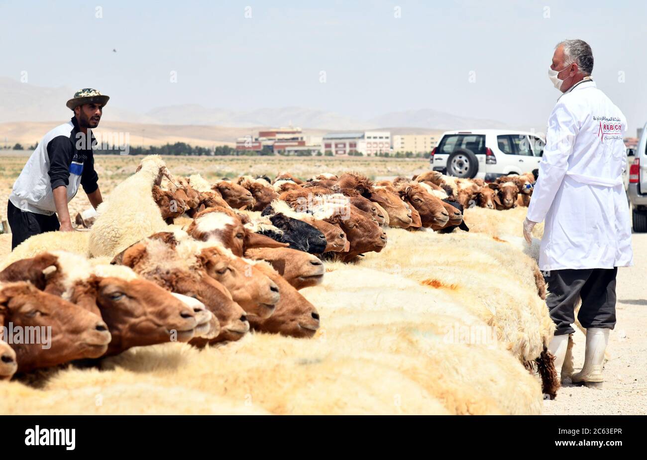 Damascus goat hi-res stock photography and images - Alamy