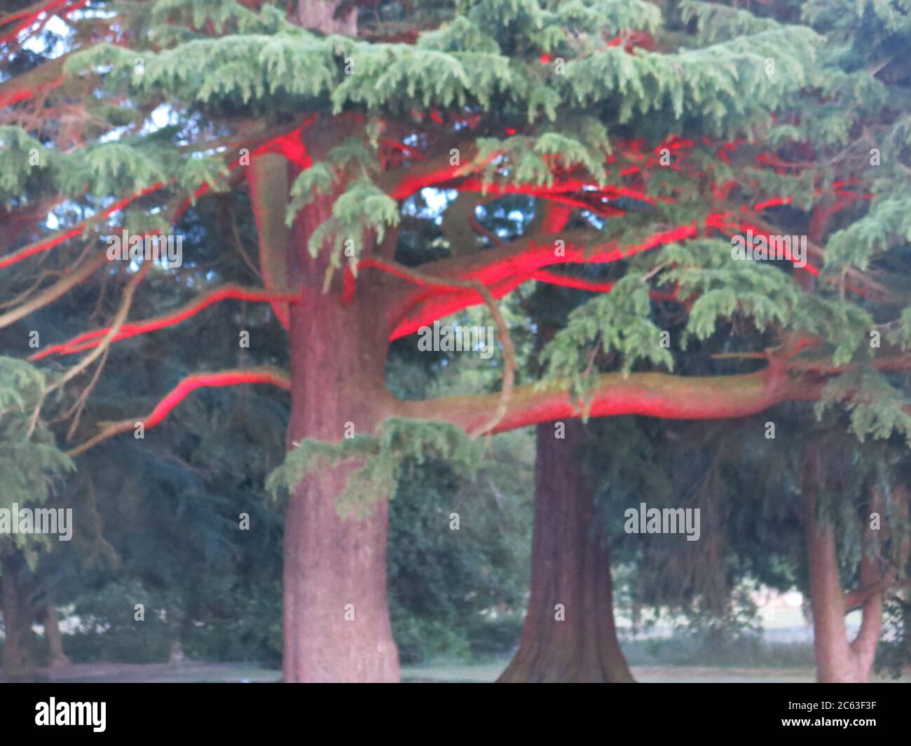 A red spotlight is used to illuminate the underside of the branches of ...