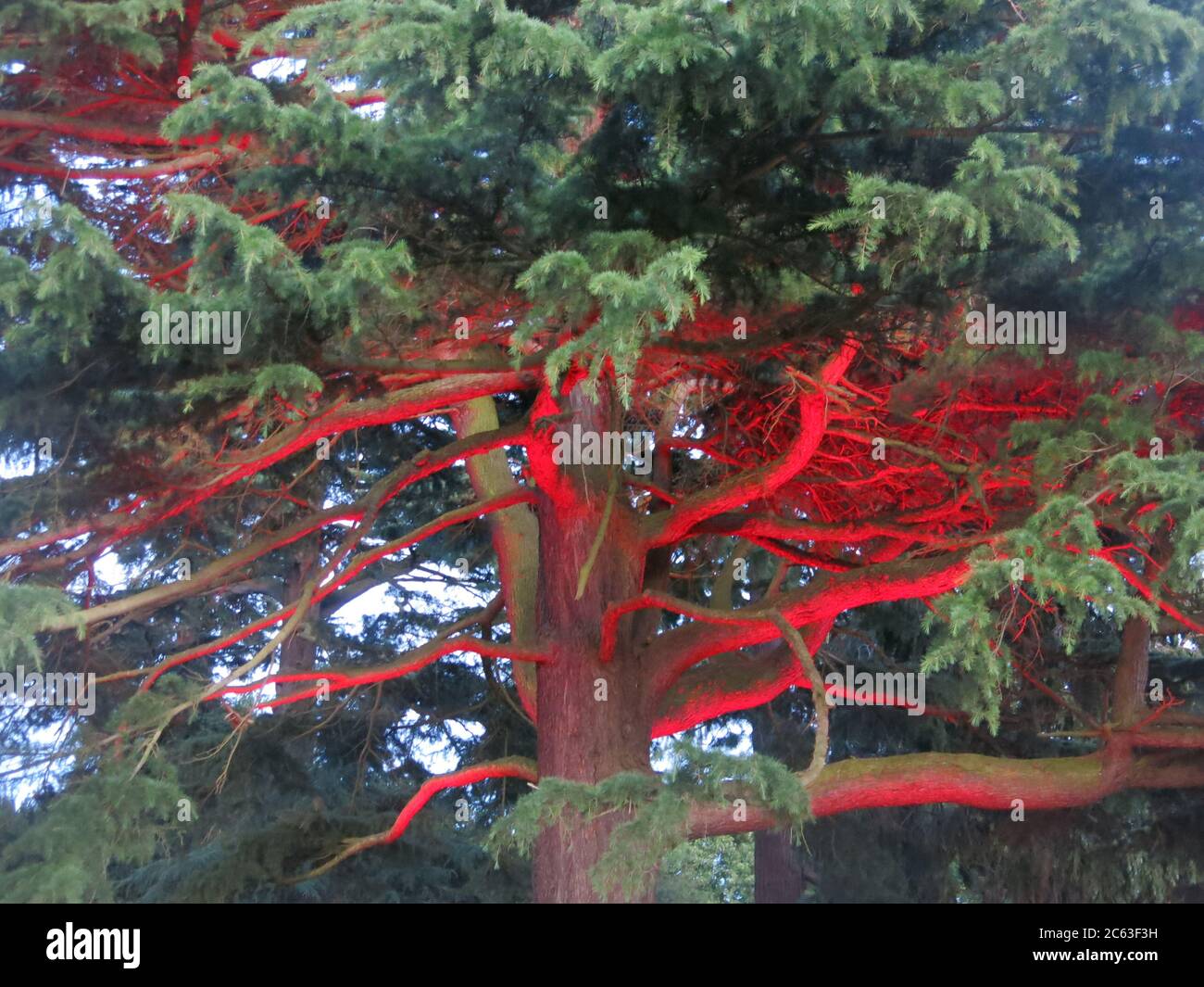 A red spotlight is used to illuminate the underside of the branches of ...