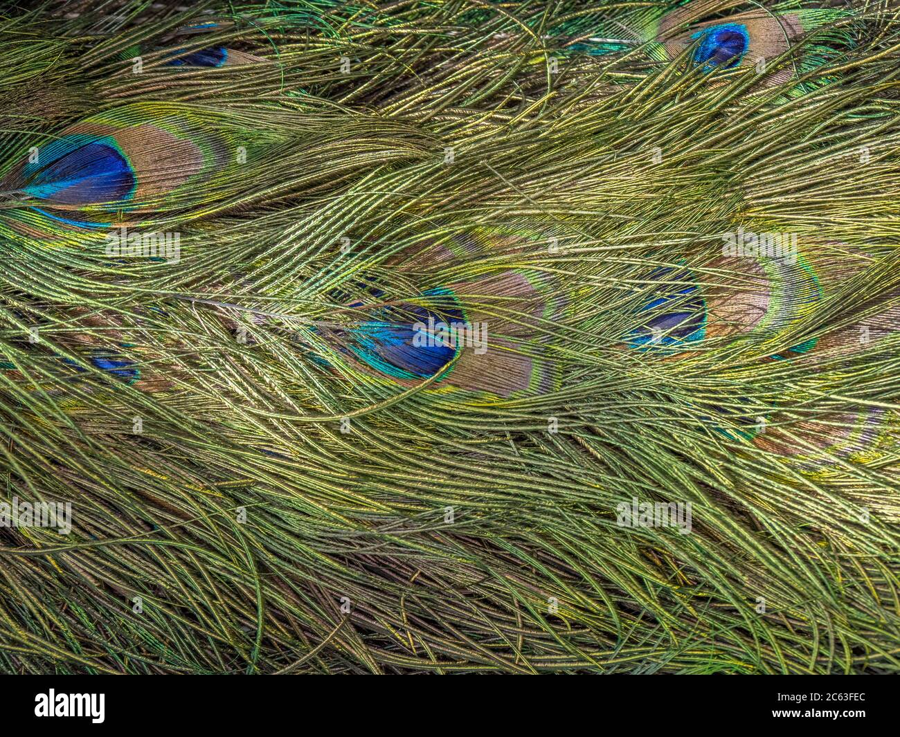Peacock feathers hi-res stock photography and images - Alamy
