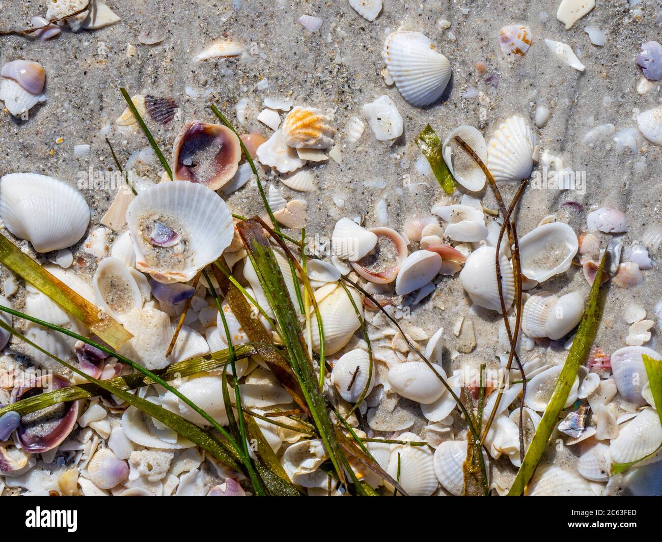 Gulf of mexico seashells hi-res stock photography and images - Alamy