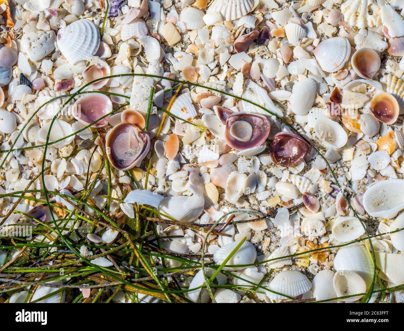 Seashells on Gulf of Mexico beach on Sanibel Island Florida in the ...