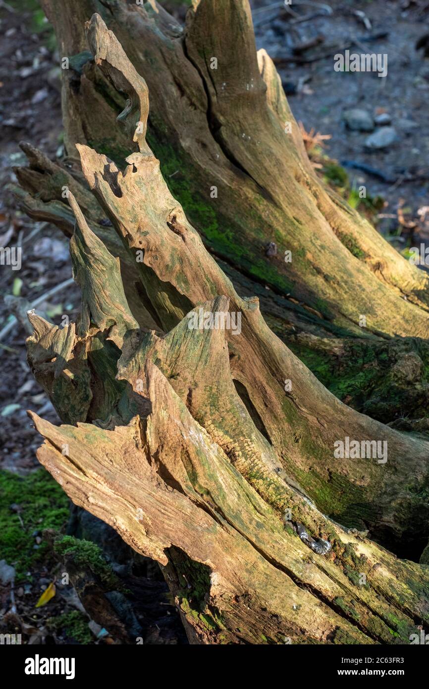 Weathered tree stump in hi-res stock photography and images - Alamy