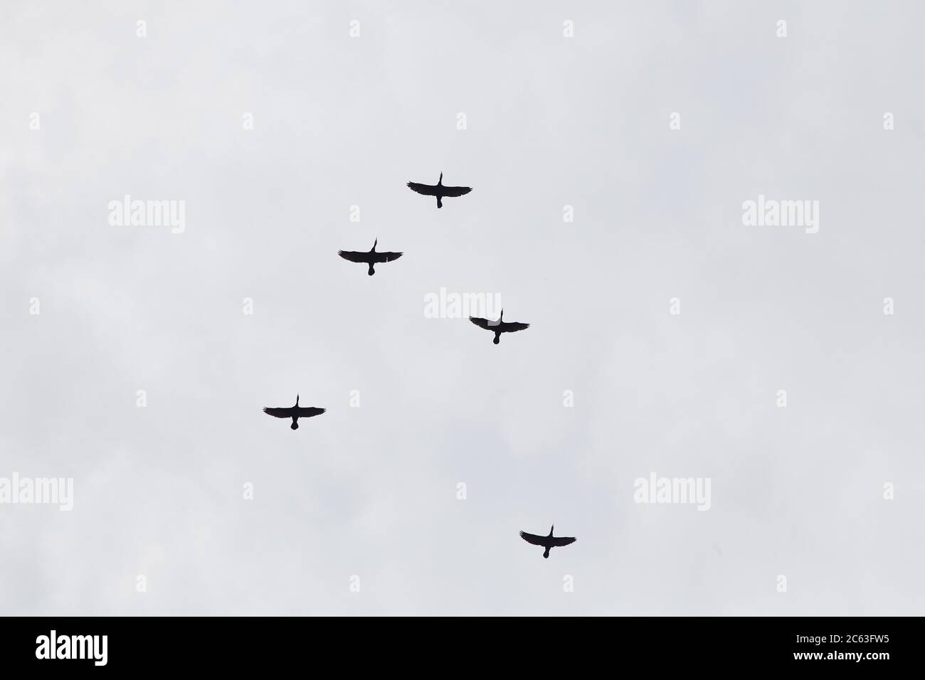 Blue flock wallpaper hi-res stock photography and images - Alamy