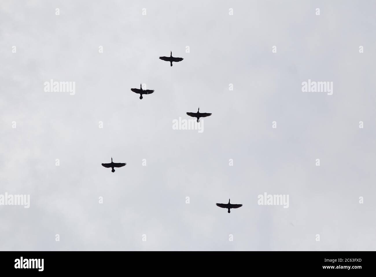 Blue flock wallpaper hi-res stock photography and images - Alamy