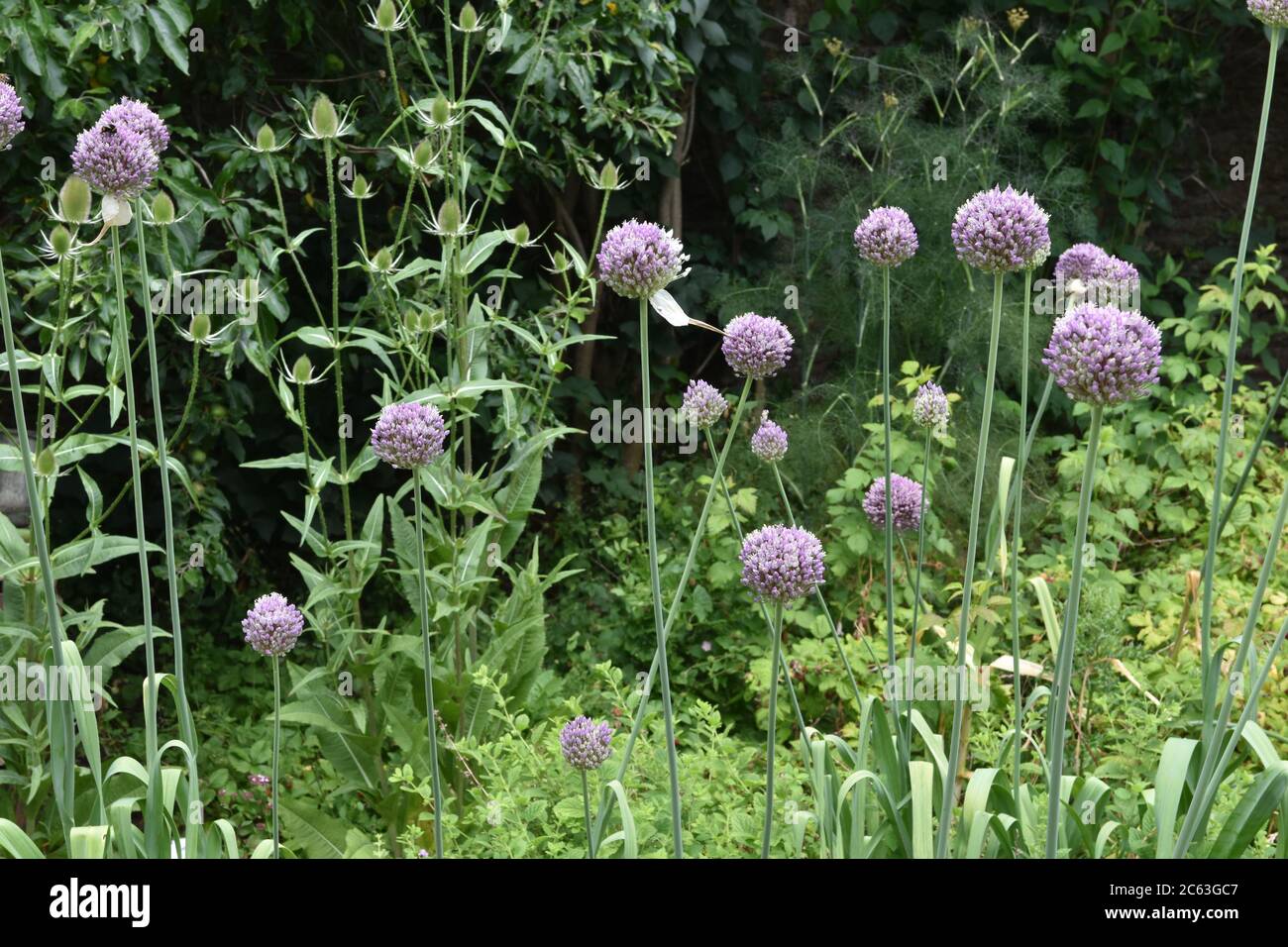 Pretty allium flower hi-res stock photography and images - Alamy