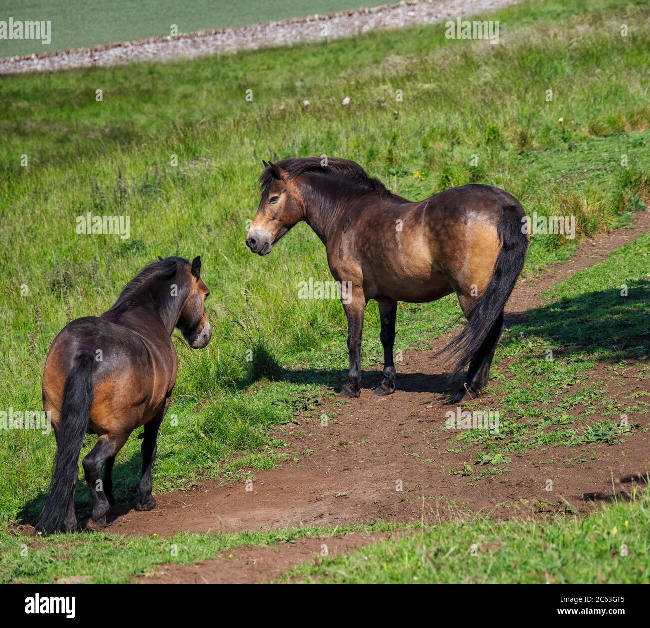 Ponies on north berwick law hi-res stock photography and images - Alamy