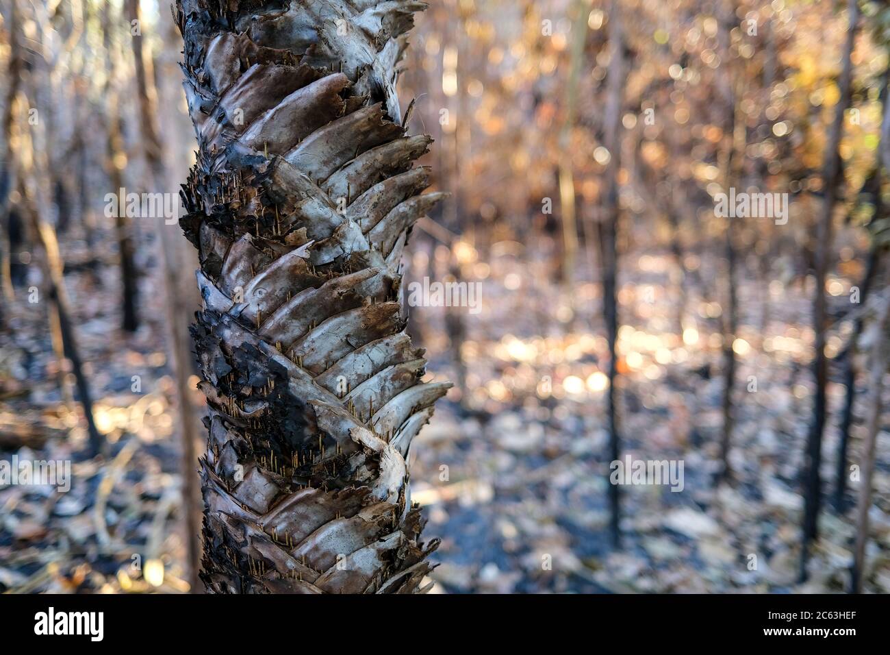 Australian bush after a bushfire in the Northern Territory of Australia ...