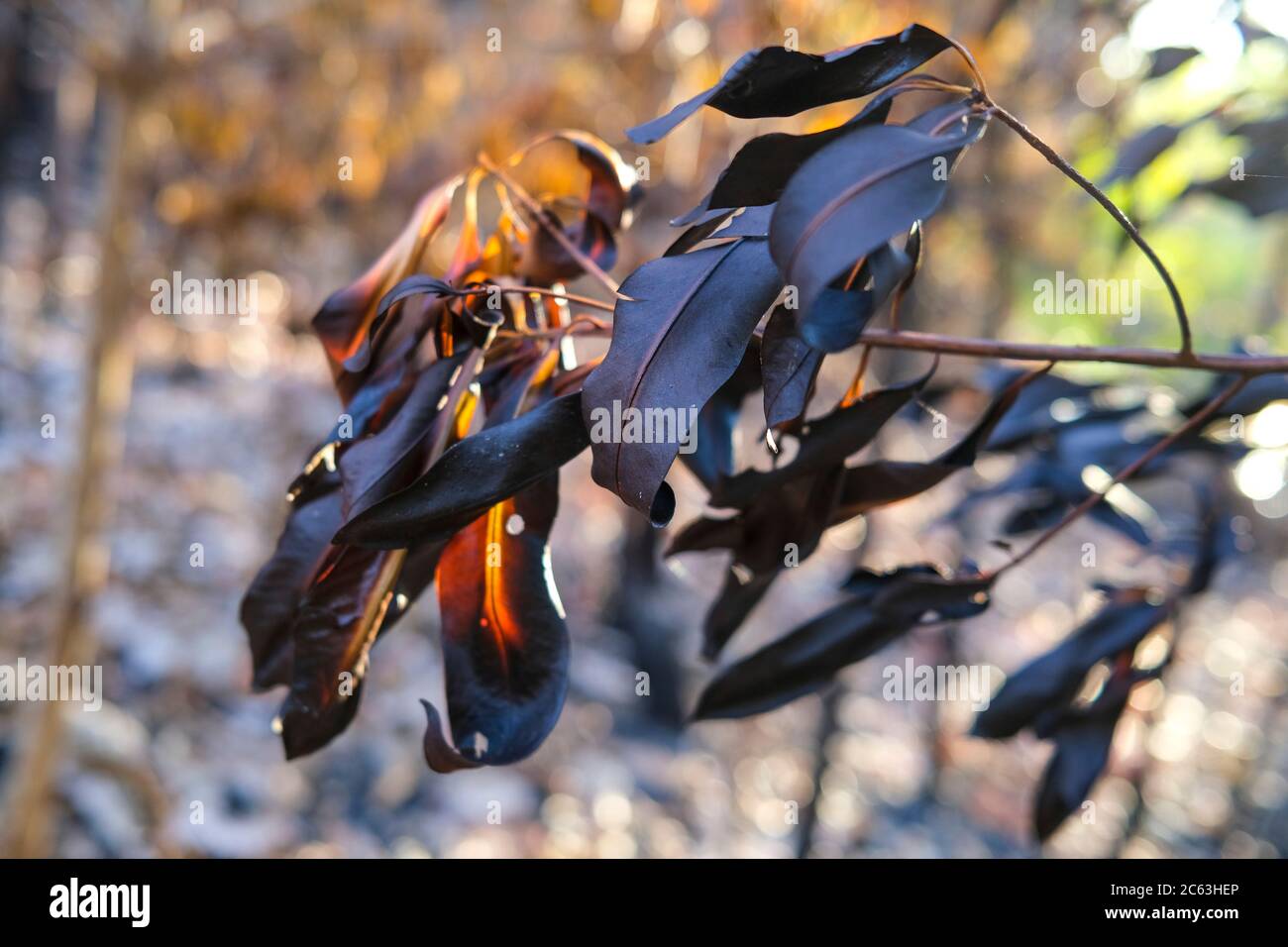 Australian bush after a bushfire in the Northern Territory of Australia ...