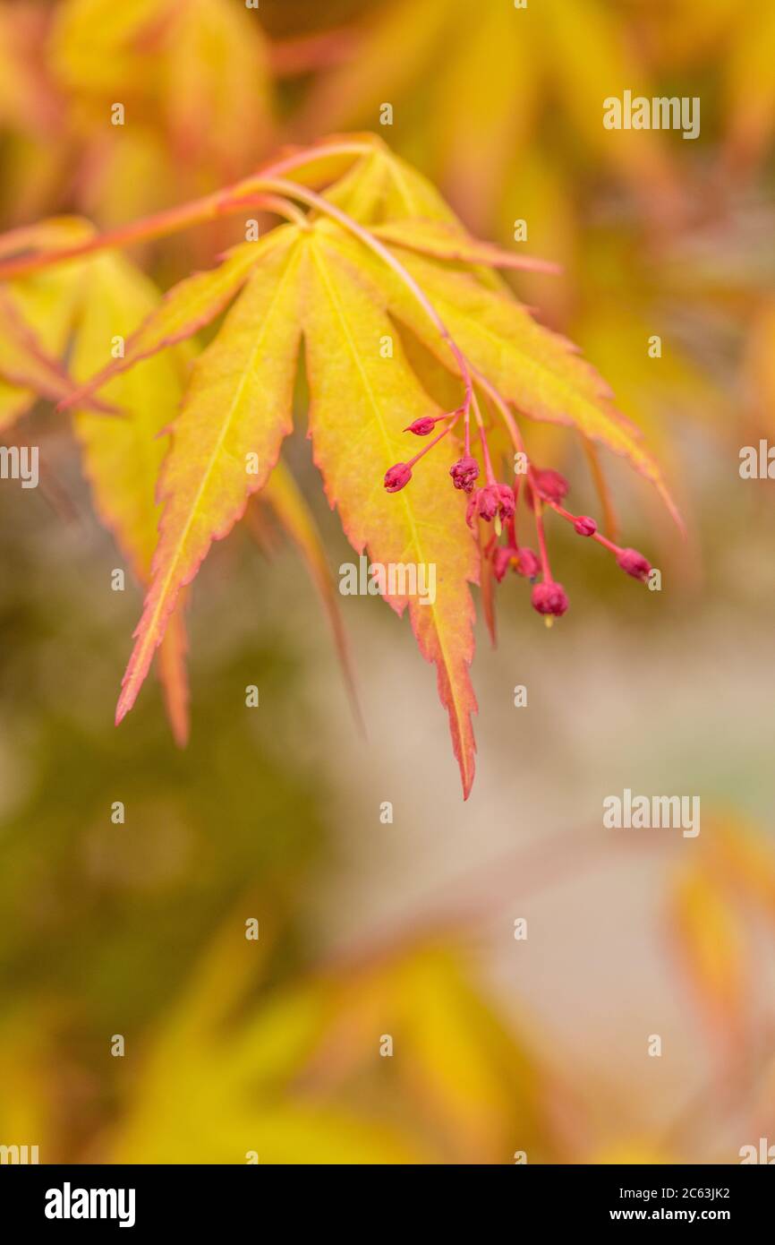 Outdoor golden maple leaves, close-up,Acer palmatum Stock Photo - Alamy