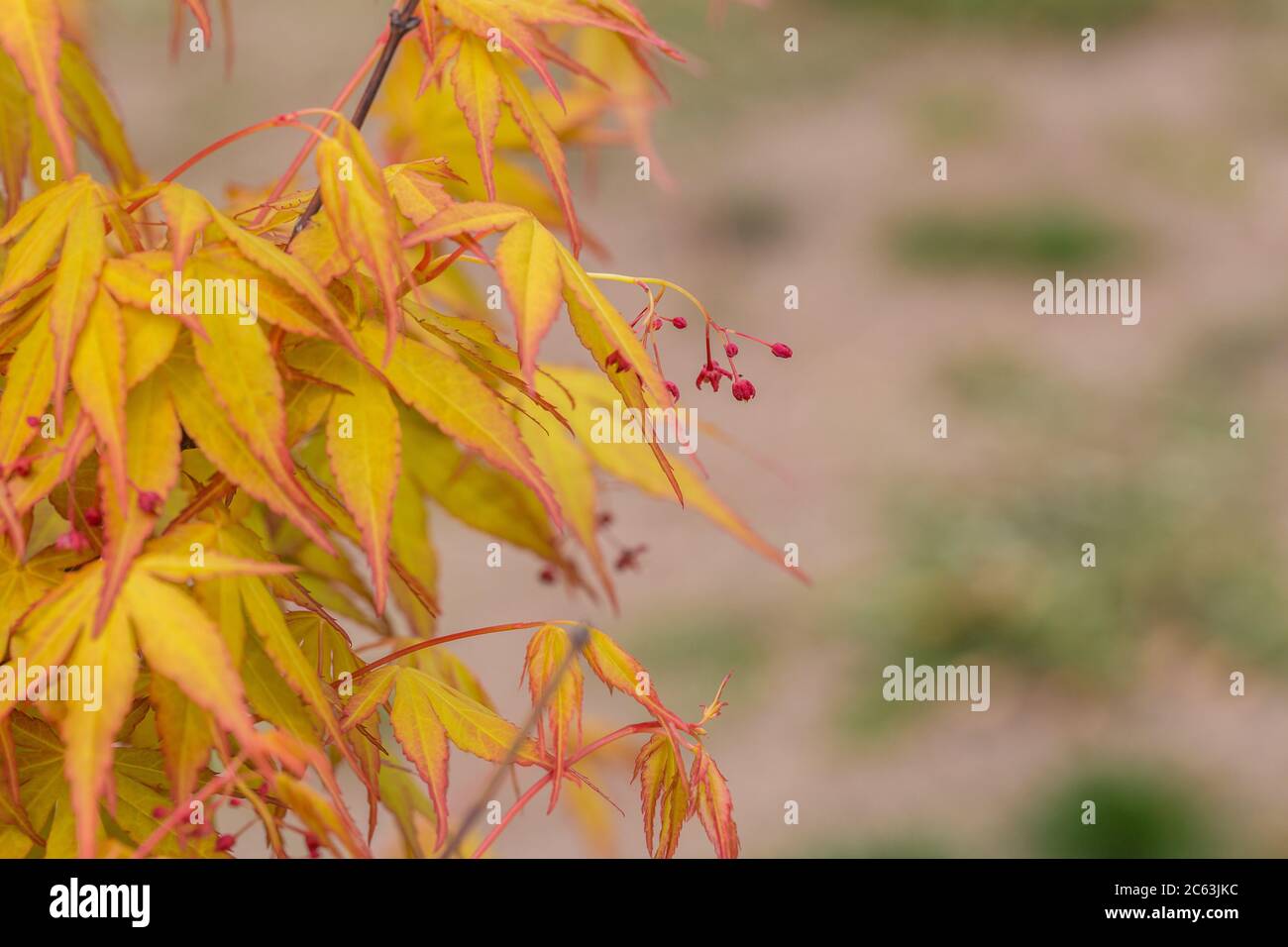 Outdoor golden maple leaves, close-up,Acer palmatum Stock Photo - Alamy
