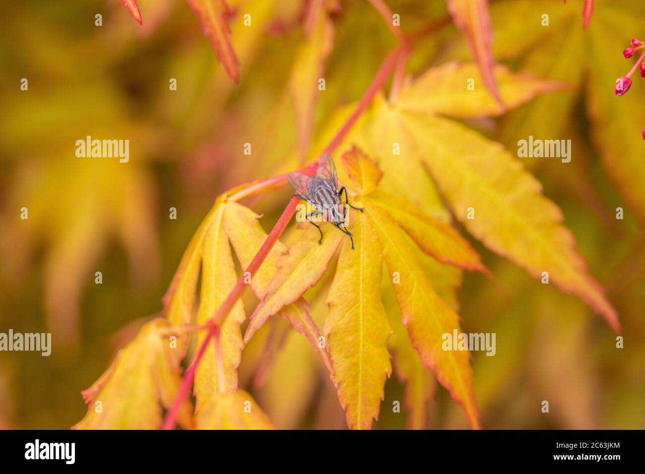 Outdoor golden maple leaves, close-up,Acer palmatum Stock Photo - Alamy