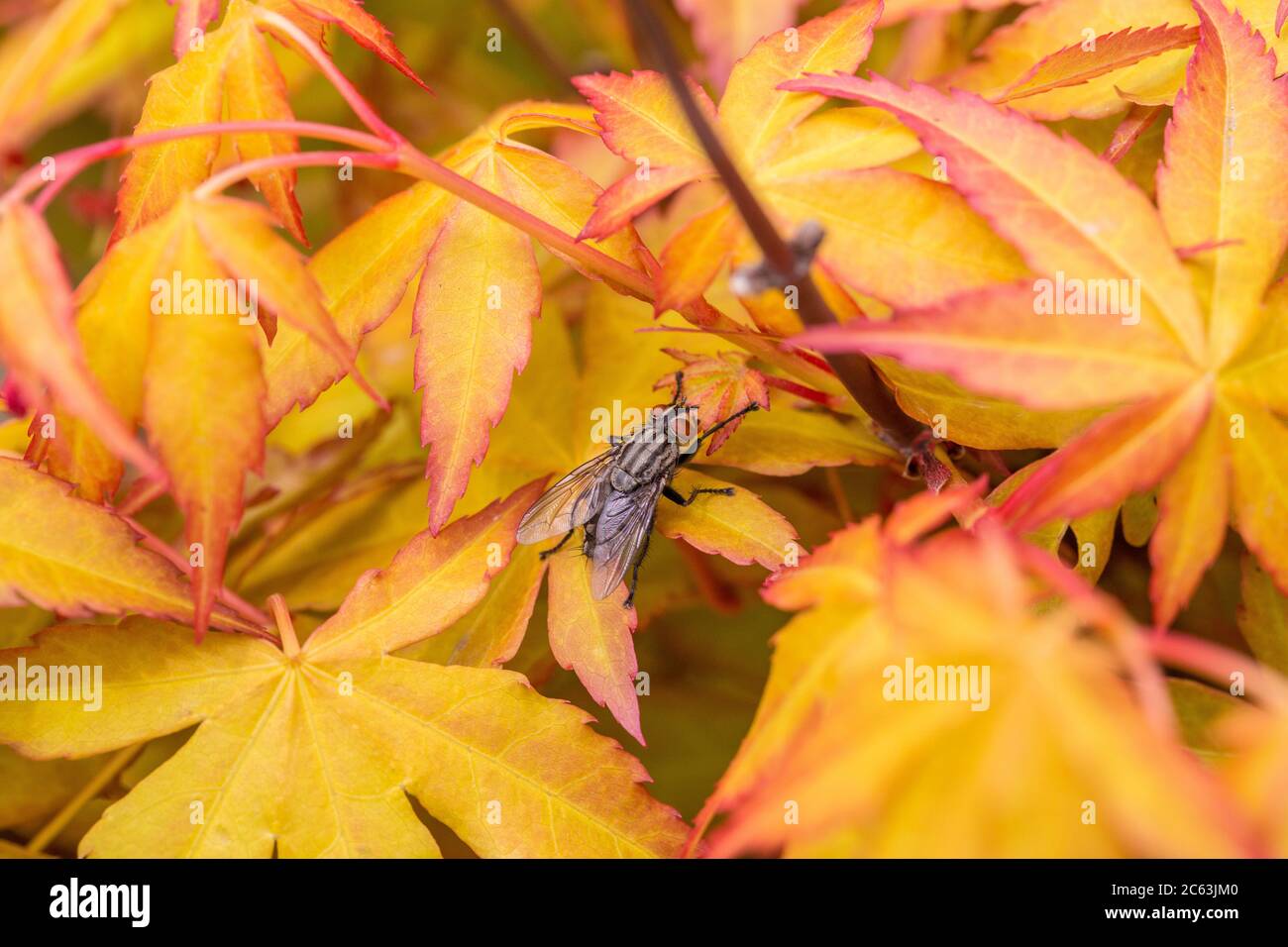 Outdoor golden maple leaves, close-up,Acer palmatum Stock Photo - Alamy