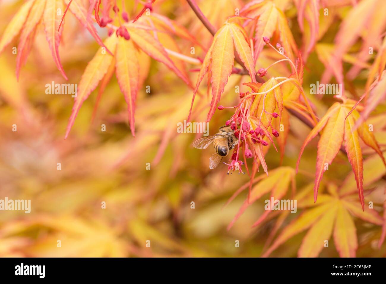 Outdoor golden maple leaves, close-up,Acer palmatum Stock Photo - Alamy