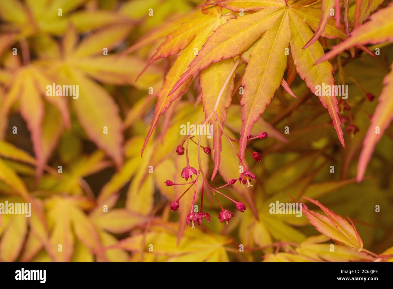 Outdoor golden maple leaves, close-up,Acer palmatum Stock Photo - Alamy