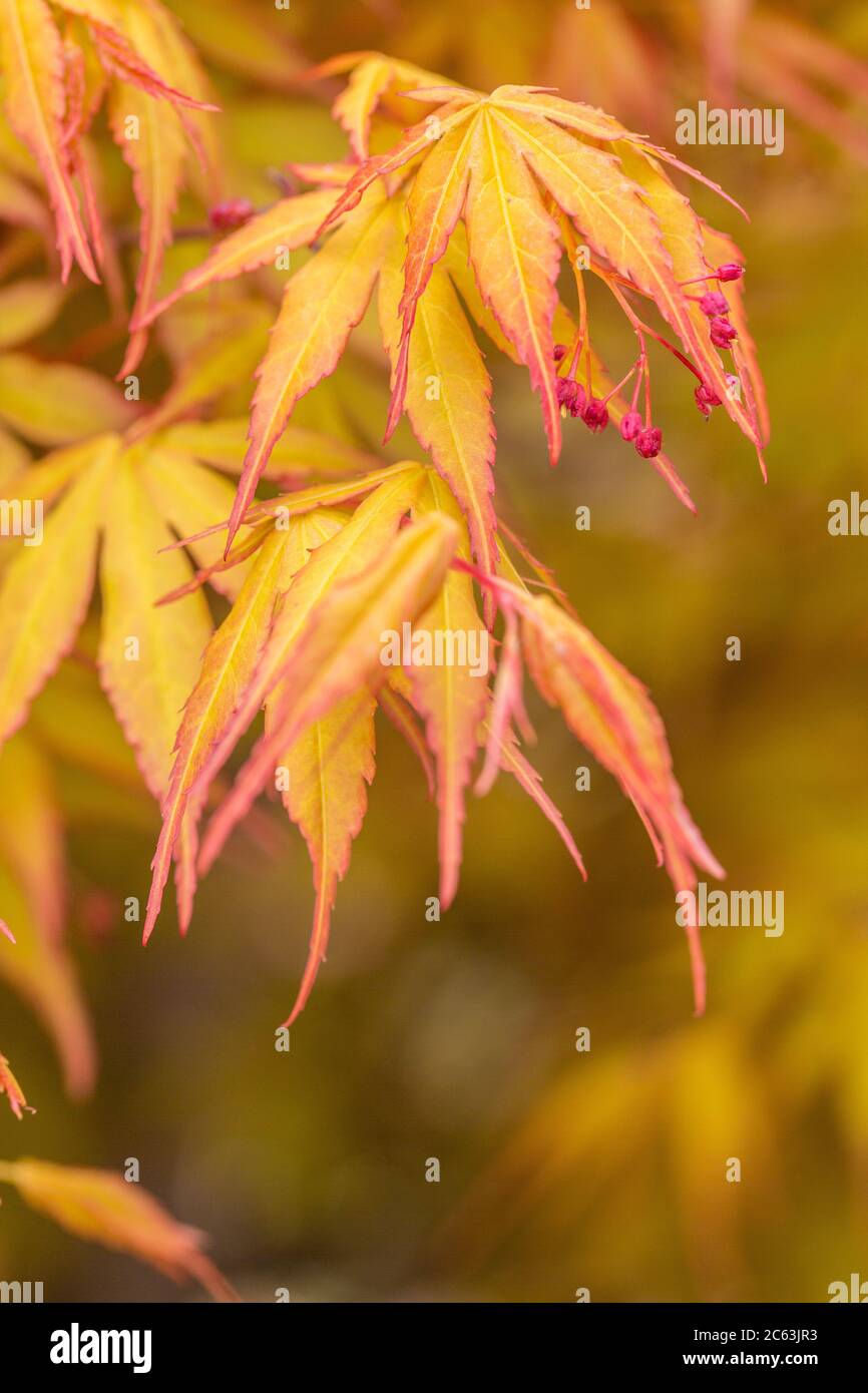 Outdoor golden maple leaves, close-up,Acer palmatum Stock Photo - Alamy
