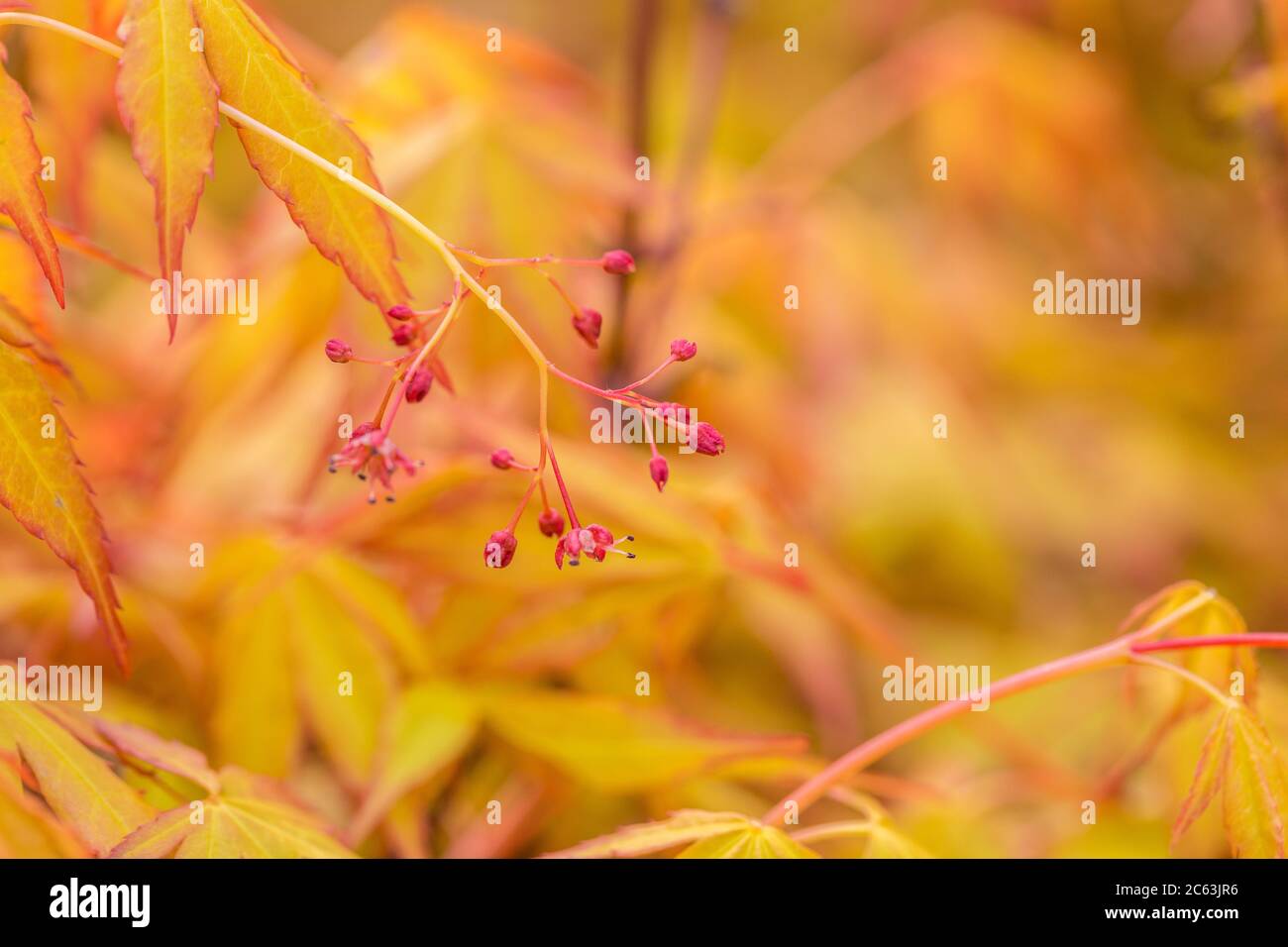 Outdoor golden maple leaves, close-up,Acer palmatum Stock Photo - Alamy