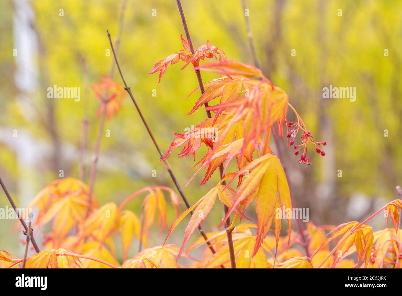 Outdoor golden maple leaves, close-up,Acer palmatum Stock Photo - Alamy