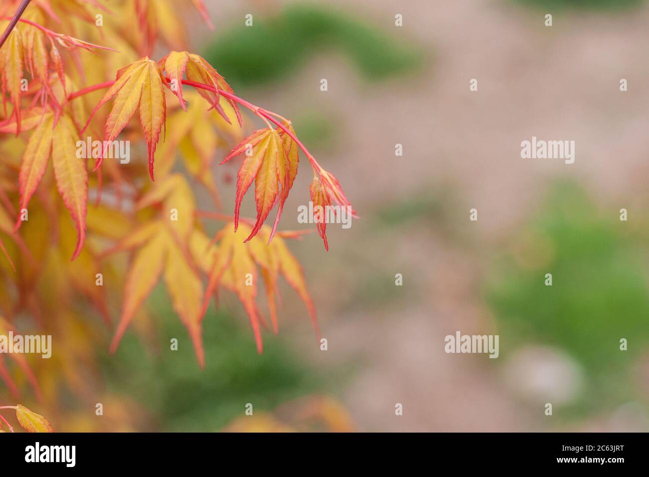 Outdoor golden maple leaves, close-up,Acer palmatum Stock Photo - Alamy