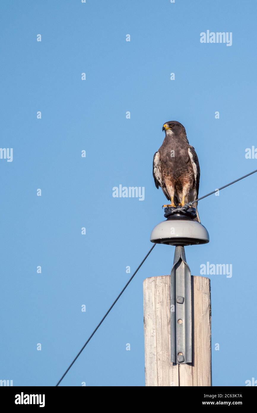 Swainson's hawk sitting on power pole Stock Photo - Alamy