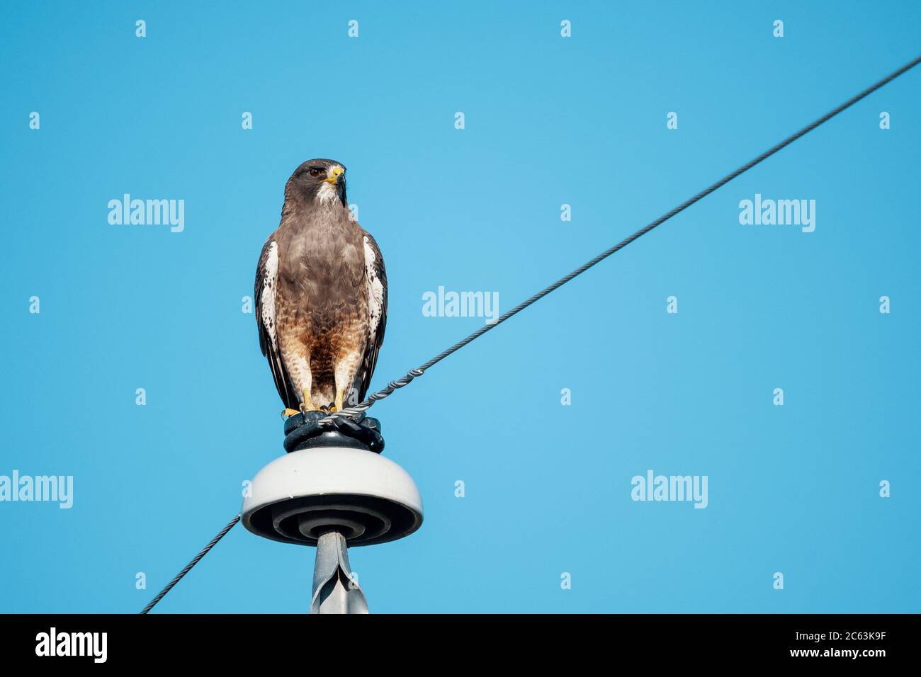 Telephone pole hawk hi-res stock photography and images - Alamy