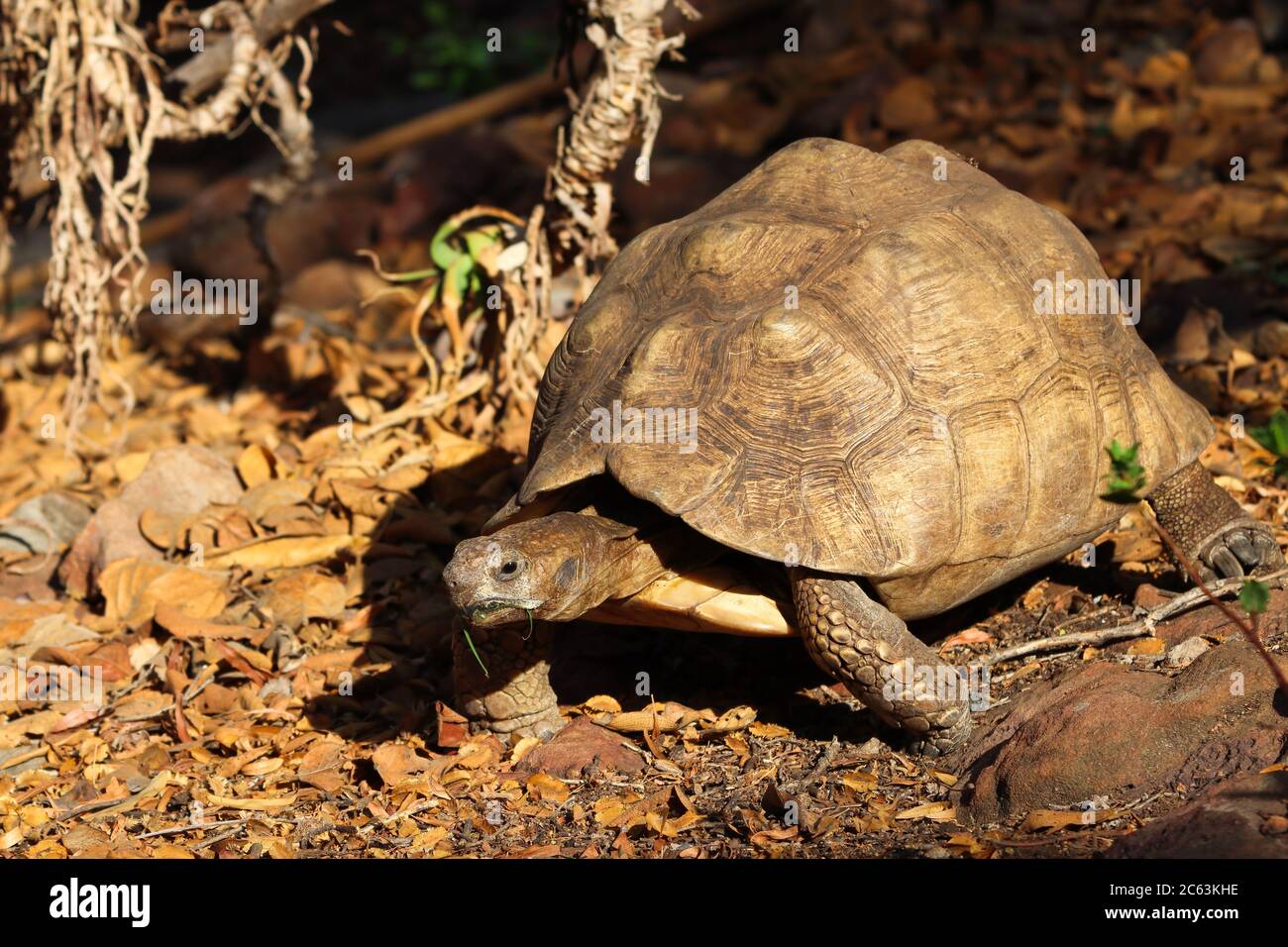 Leopard Tortoise In Natural Environment (Stigmochelys pardalis Stock ...
