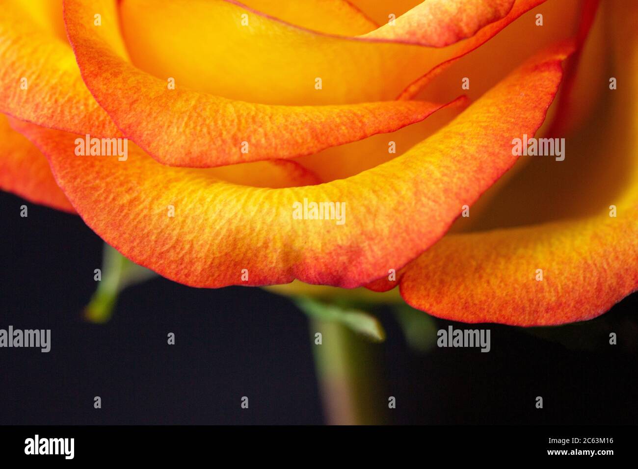 Yellow rose with red edges. Isolated on black, macro background. Orange ...