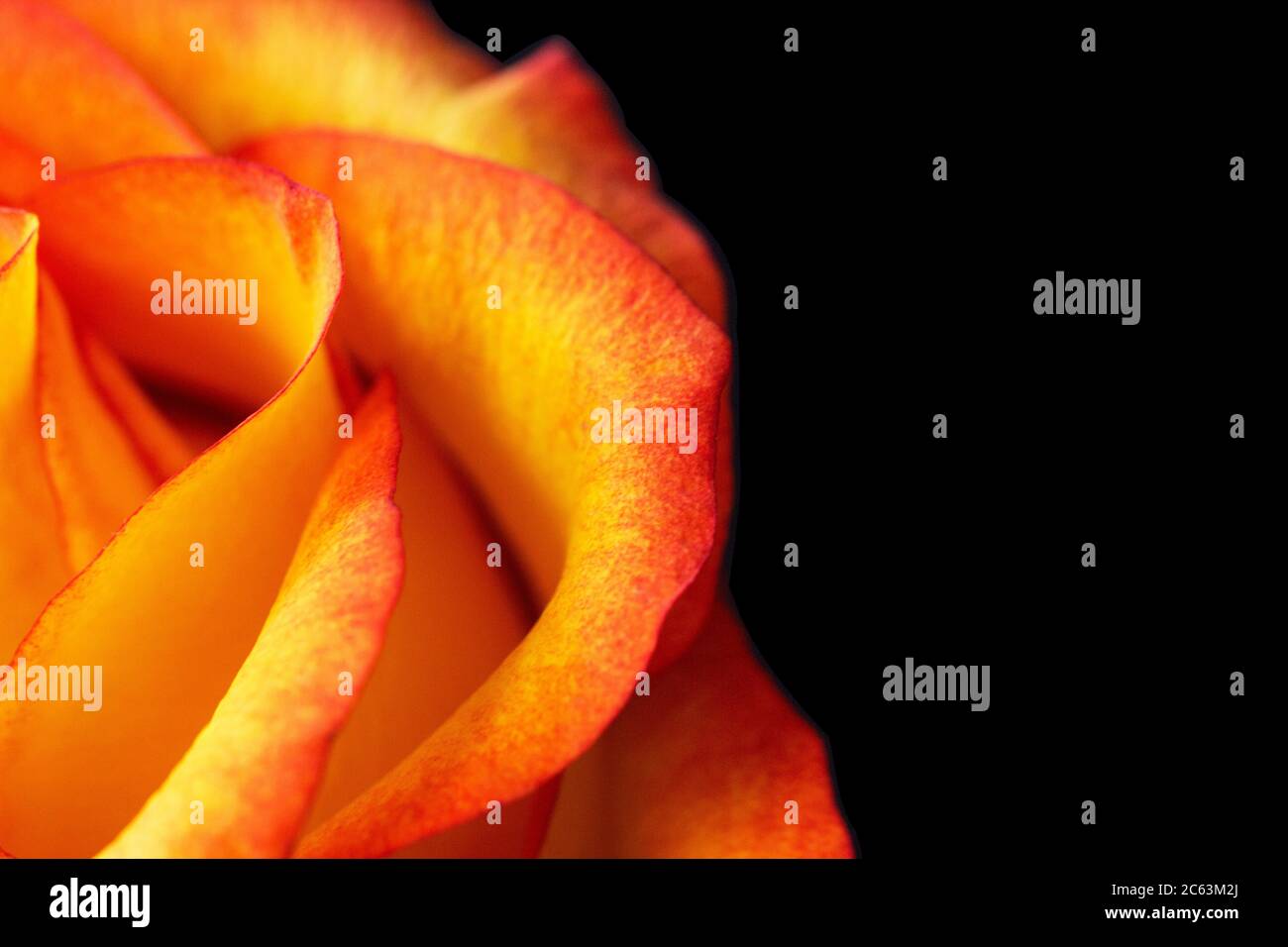 Yellow rose with red edges. Isolated, macro background. Orange rose ...