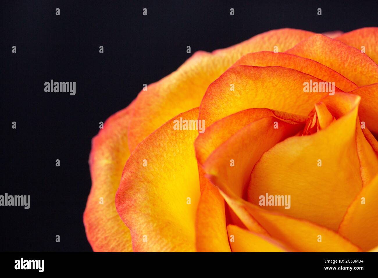 Yellow rose with red edges. Isolated on black, macro background. Orange ...